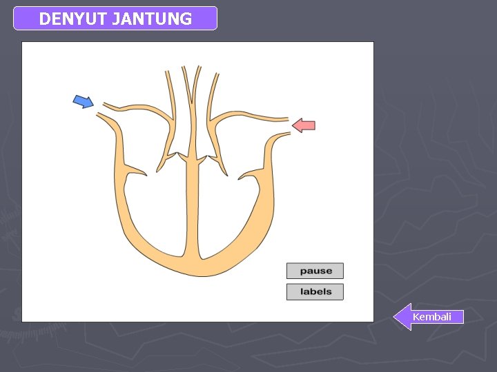 PEREDARAN DARAH PADA MANUSIA SISTIM SIRKULASI STANDAR KOMPETENSI
