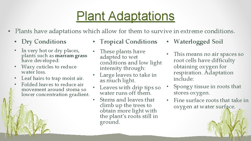 Topic 6 Plant Structures and their Functions GCSE