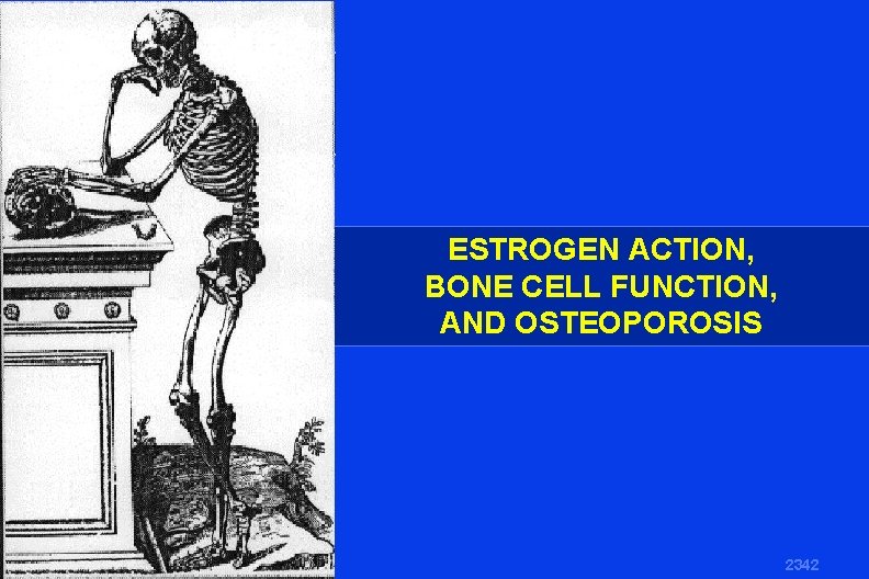 ESTROGEN ACTION BONE CELL FUNCTION AND OSTEOPOROSIS 2342