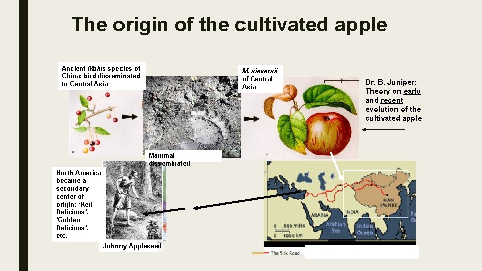 The origin of the cultivated apple Ancient Malus