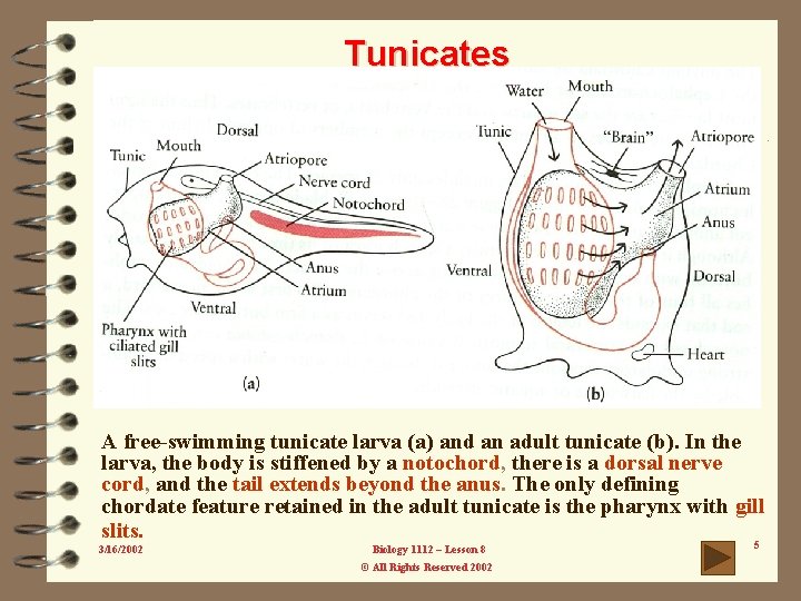 The Evolution of Animal Diversity The Vertebrates Lesson
