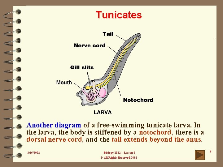The Evolution of Animal Diversity The Vertebrates Lesson
