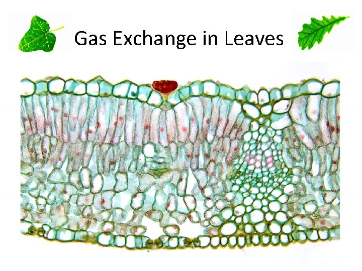 Gas Exchange in Leaves What features will gas