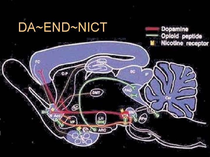 GENERAL SEMANTICS The Key To Understanding The Brain