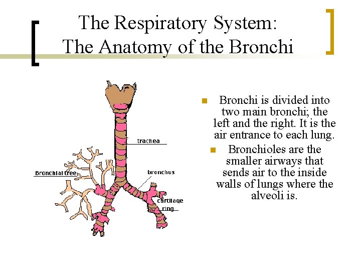 Circulatory Respiratory System By Alica Boleware Grace Oh