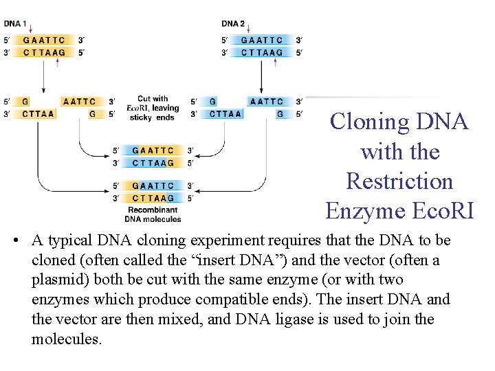Recombinant DNA cloning technology Chapter 7 DNA cloning