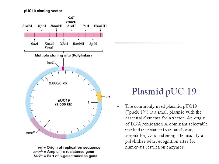 Recombinant DNA cloning technology Chapter 7 DNA cloning