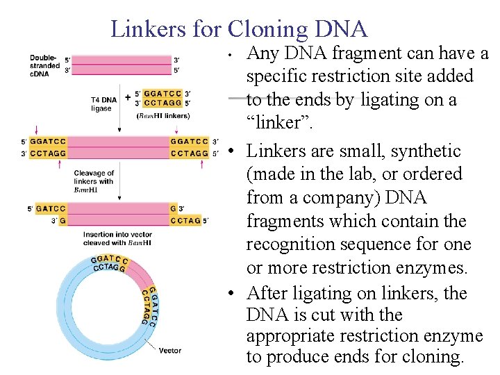 Recombinant DNA cloning technology Chapter 7 DNA cloning