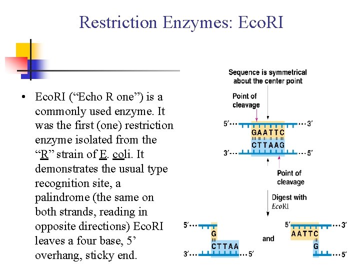 Recombinant DNA cloning technology Chapter 7 DNA cloning