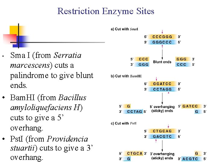 Recombinant DNA cloning technology Chapter 7 DNA cloning