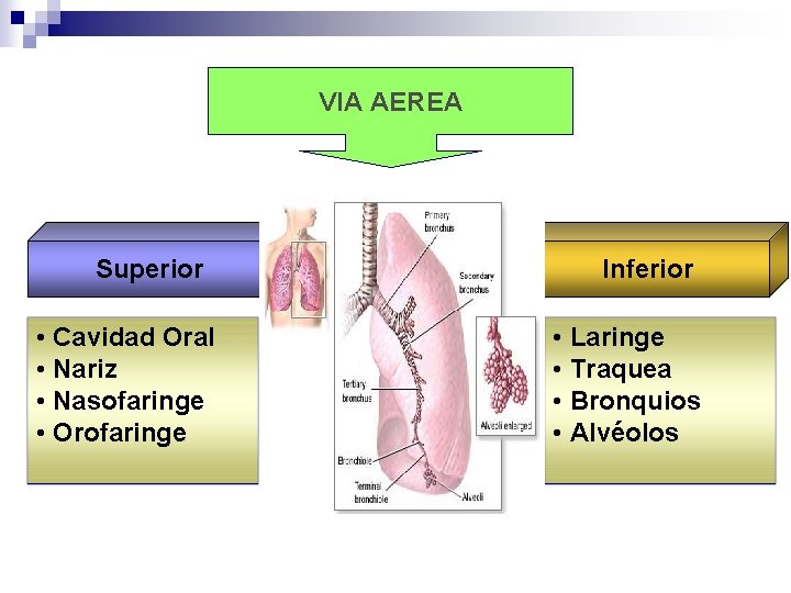 Estado De Necesidad De Respiracin Prof Gema Santander