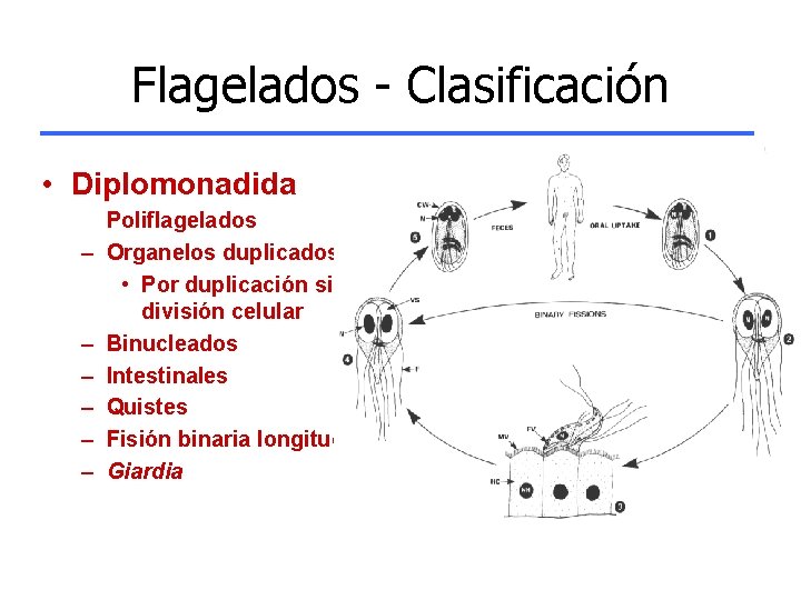 FLAGELADOS Flagelados Generalidades Por lo menos uno de