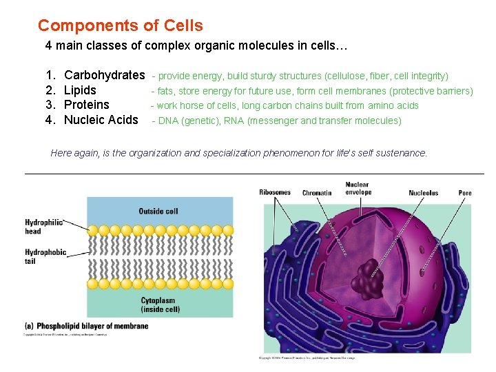 Carbon Based Life is based upon 20 different