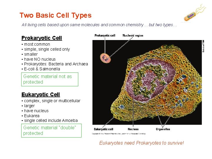 Carbon Based Life is based upon 20 different