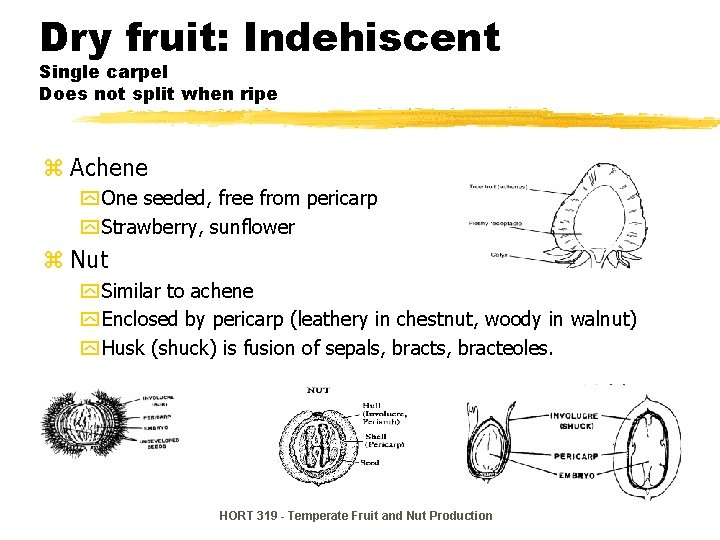 Fruit Morphology and Development HORT 319 Temperate Fruit