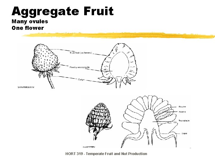 Fruit Morphology and Development HORT 319 Temperate Fruit