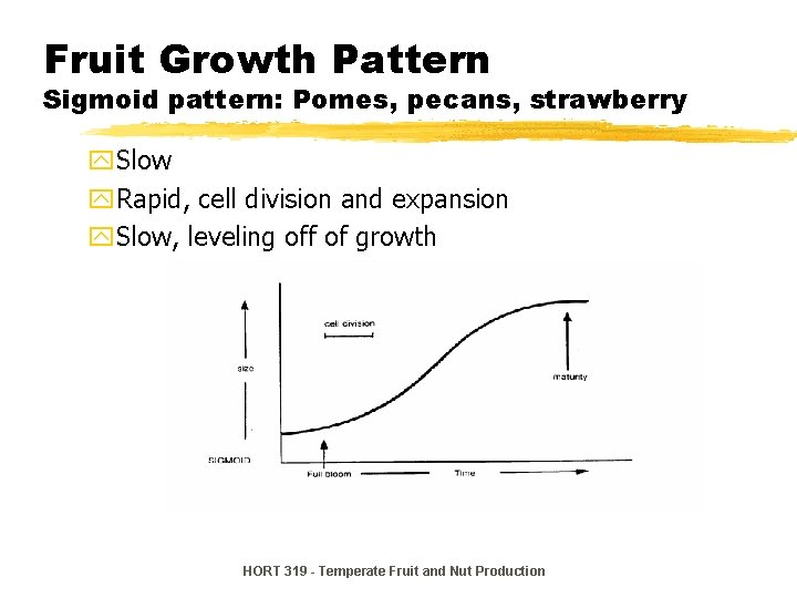 Fruit Morphology and Development HORT 319 Temperate Fruit