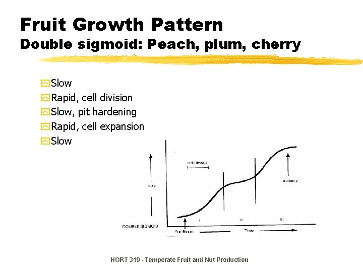 Fruit Morphology and Development HORT 319 Temperate Fruit