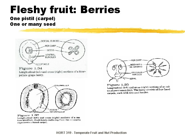 Fruit Morphology and Development HORT 319 Temperate Fruit