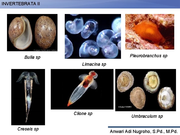 INVERTEBRATA II GASTROPODA Gr gastros perut podos kaki