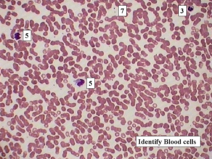 Histology Slides for the Cardiovascular System Slides are
