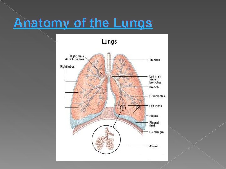 TobaccoRelated Illnesses Anatomy of the Lungs EMPHYSEMA Emphysema