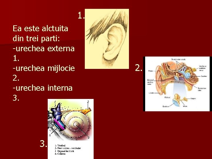 Urechea Organ al auzului si al echilibrului Urechea