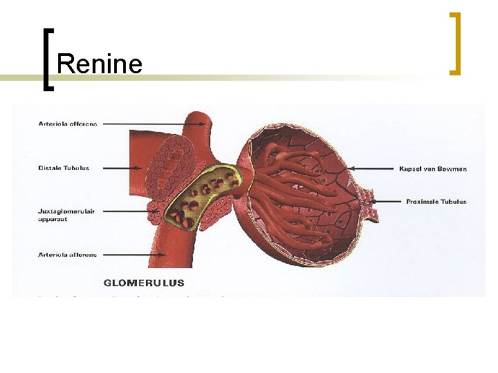 RAAS Renine Angiotensine Aldosteron systeem Technische handleiding Fortecor