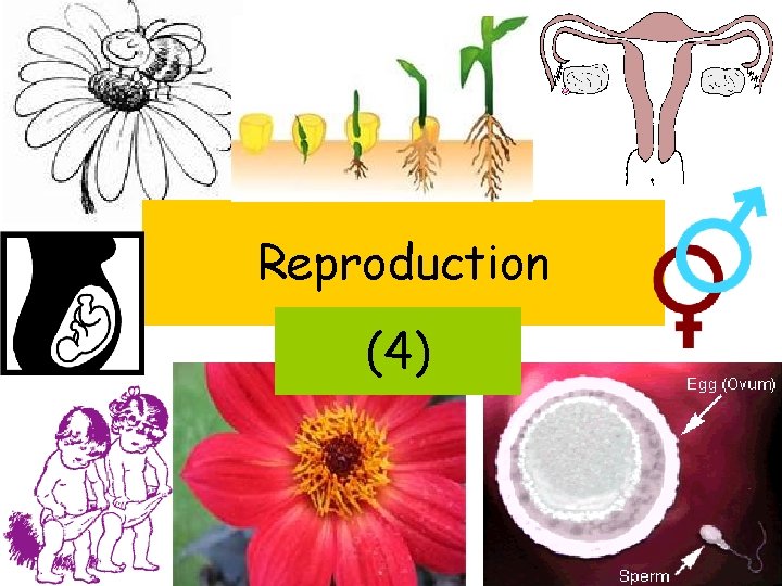 Reproduction 4 Sexual reproduction in plants In both