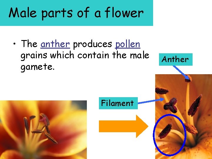 Reproduction 4 Sexual reproduction in plants In both