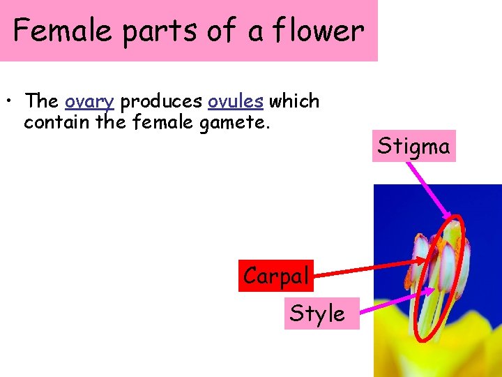 Reproduction 4 Sexual reproduction in plants In both