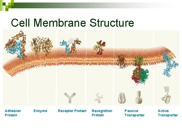 Cell Membranes Transport Communication 1 Cell Membrane Most