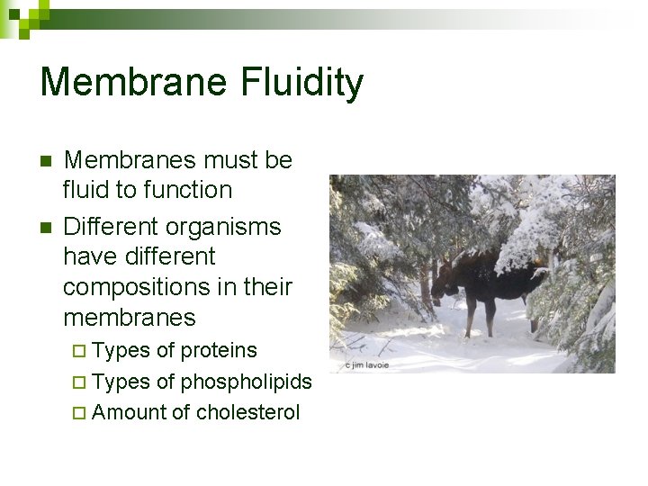 Cell Membranes Transport Communication 1 Cell Membrane Most