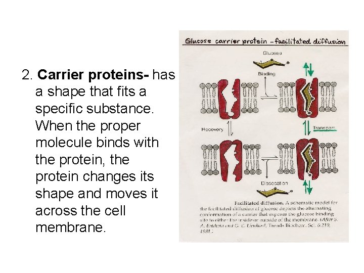 Structure and Function of Cell Membranes Structure of
