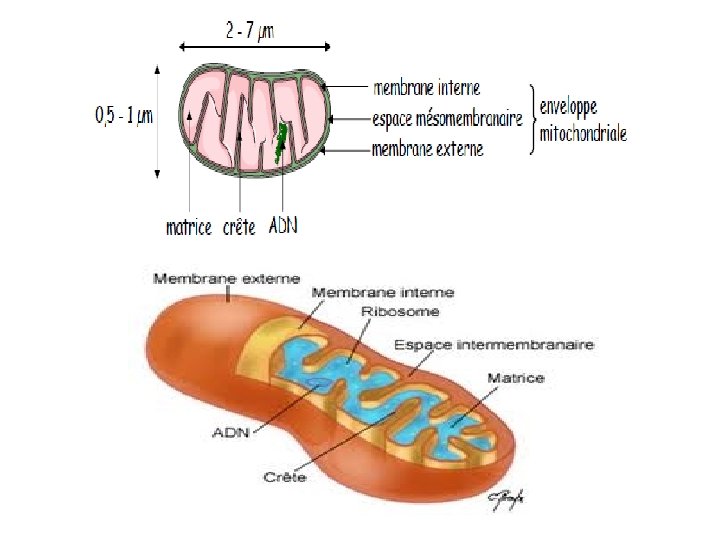 MITOCHONDRIE 1 Structure Les mitochondries sont des organites