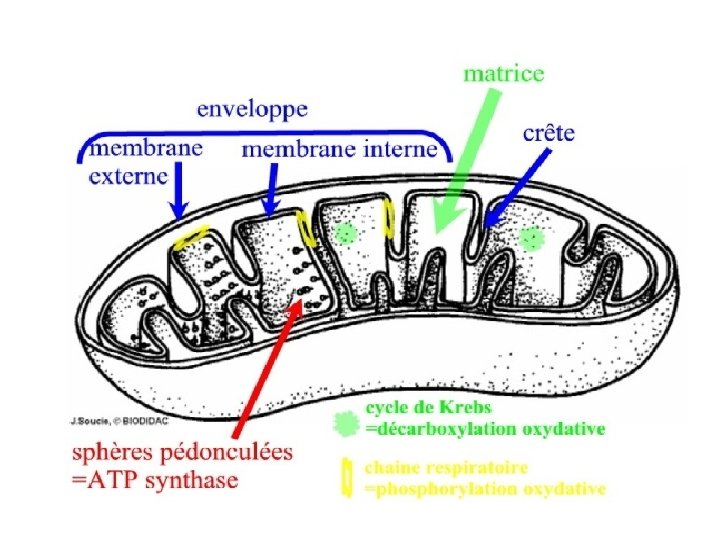 MITOCHONDRIE 1 Structure Les mitochondries sont des organites