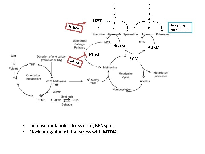 Targeting the methionine salvage pathway as a metabolic