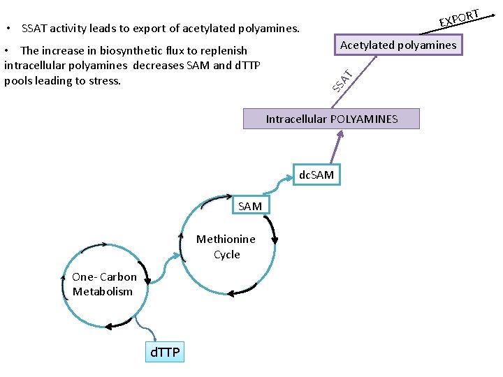 Targeting the methionine salvage pathway as a metabolic