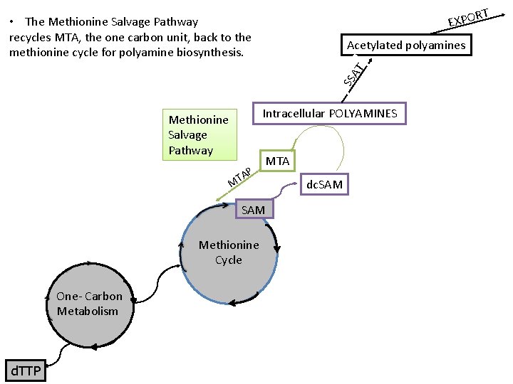 Targeting the methionine salvage pathway as a metabolic