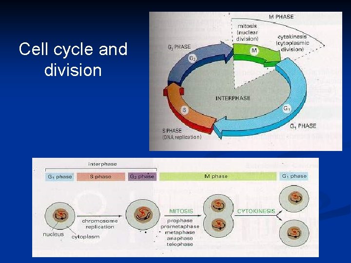 Nucleus Structure and Cell Cycle Dr rer nat