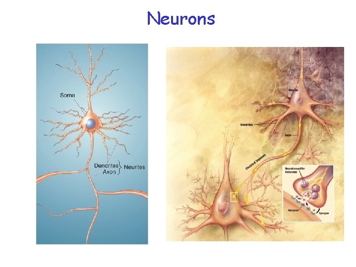 What is your nervous system Neurons HEARING BALANCE