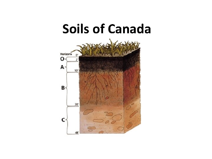 Soils of Canada C The deepest layer where