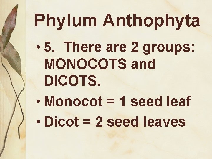Classification of Plants The Plant Life Cycle A
