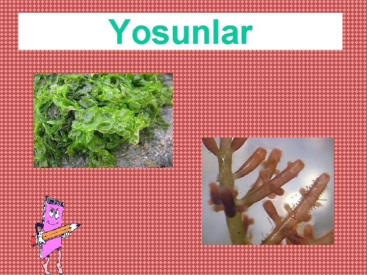 Sual Yosunlar ne qrupa blnr YOSUNLAR QIRMIZI YAIL