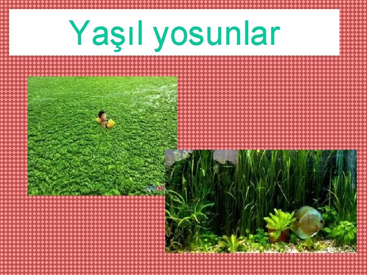 Sual Yosunlar ne qrupa blnr YOSUNLAR QIRMIZI YAIL