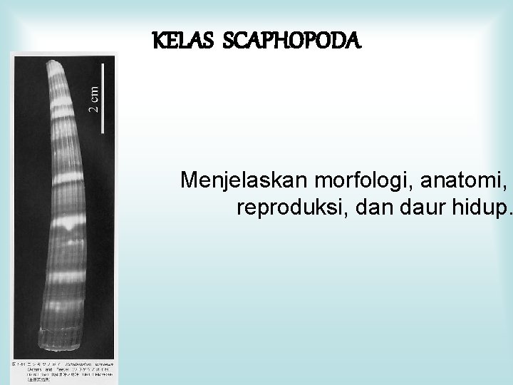 KELAS SCAPHOPODA Menjelaskan morfologi anatomi reproduksi dan daur