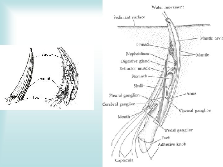 KELAS SCAPHOPODA Menjelaskan morfologi anatomi reproduksi dan daur
