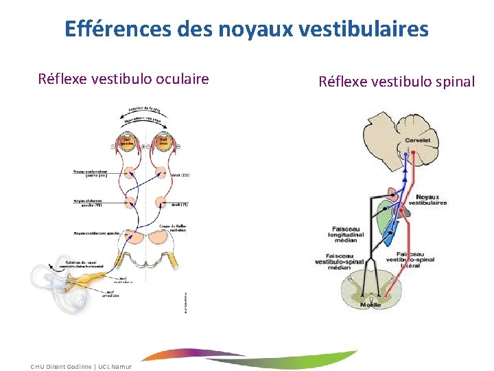 TROUBLES VESTIBULAIRES Anatomophysiologie Explorations fonctionnelles ...