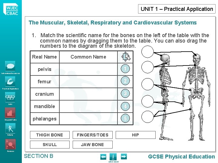 UNIT 1 Information The Muscular Skeletal Respiratory and