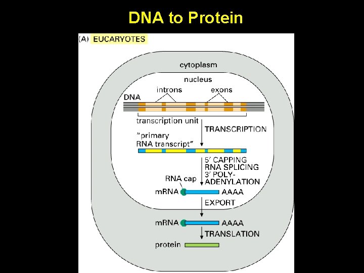 Chapter 6 How Cells Read the Genome From